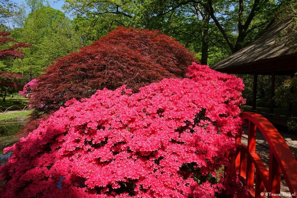 De Japanse Tuin in Den Haag | JTravelBlog