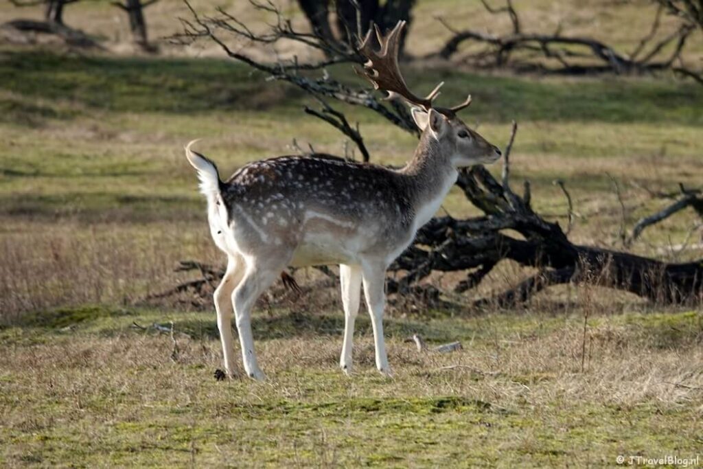 Roots wandeling in de Amsterdamse Waterleidingduinen vanaf ingang ...